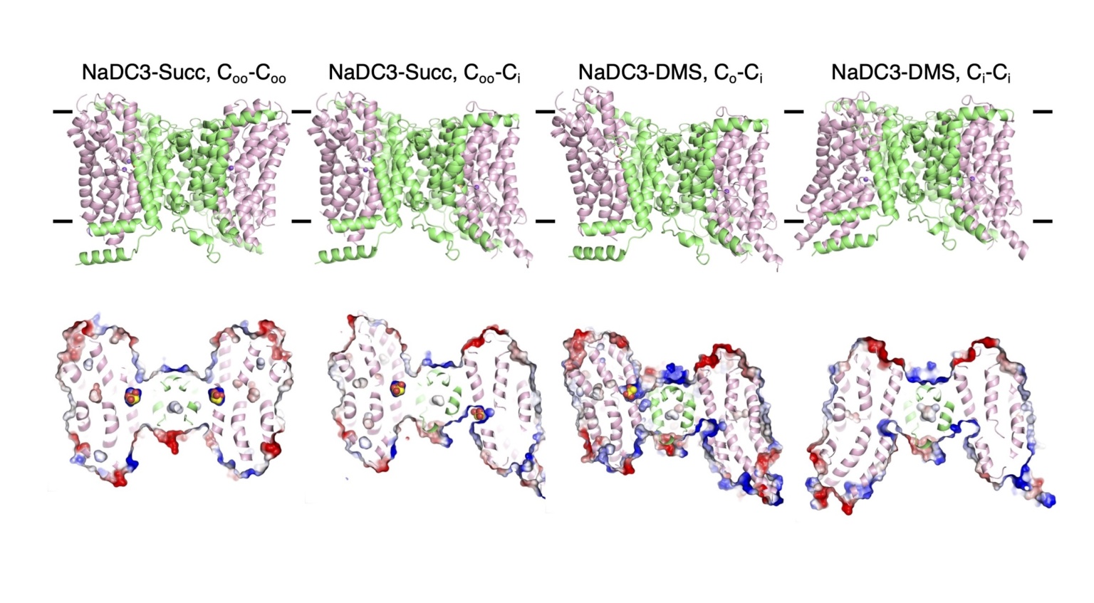 Targeting Cellular Gatekeepers: Unlocking New Insights for Cancer and ...