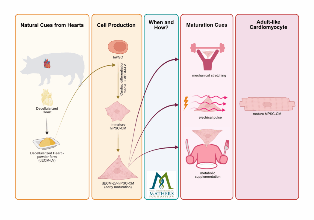 Maturing Lab-Grown Heart Cells for Better Healing - The Mathers Foundation