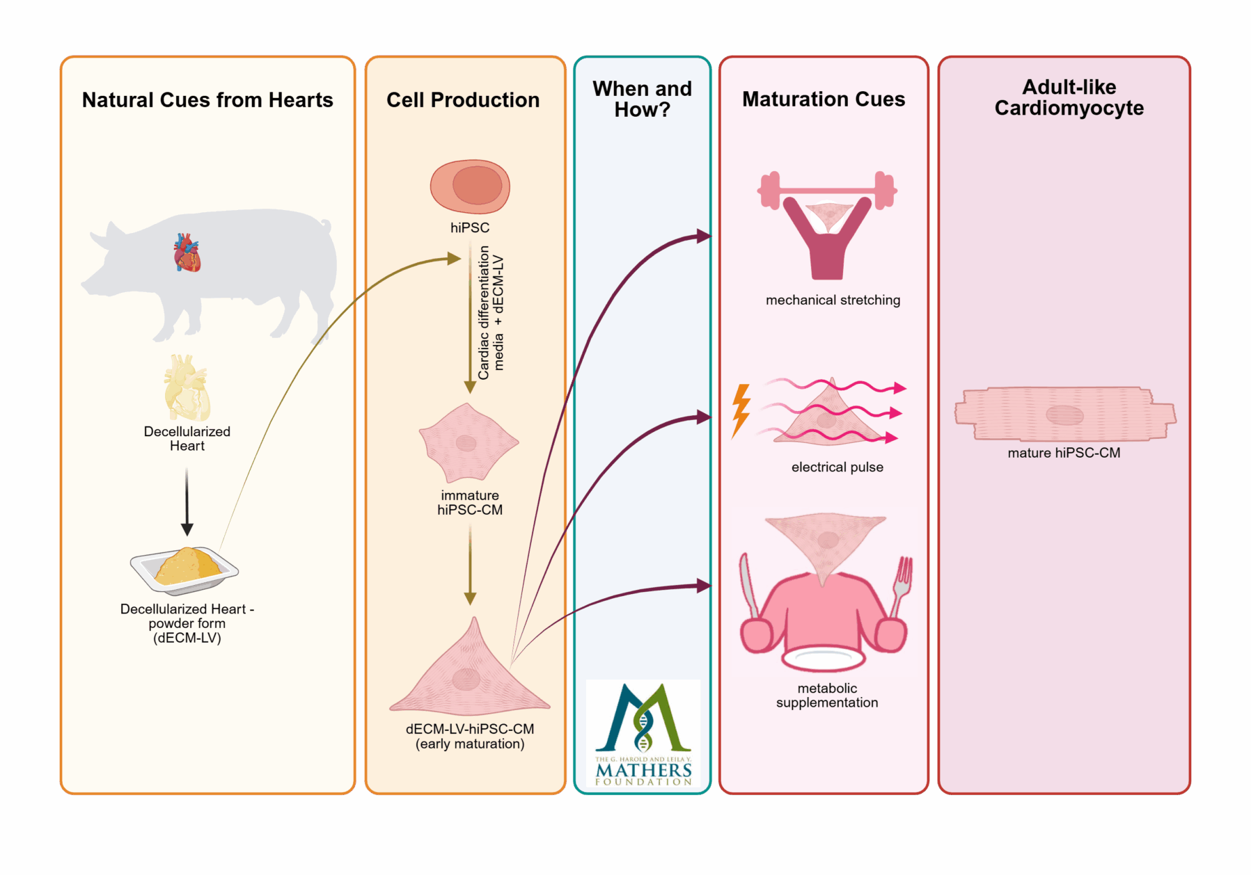 Maturing Lab-Grown Heart Cells for Better Healing - The Mathers Foundation